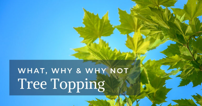tree topping Archives - The Complete Pruning Guide